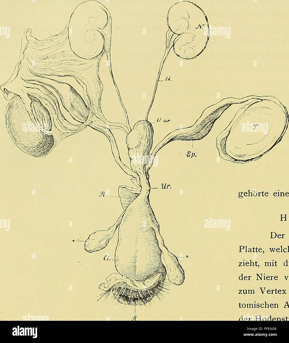 This article focuses on the male reproductive organs of monotremes and ...
