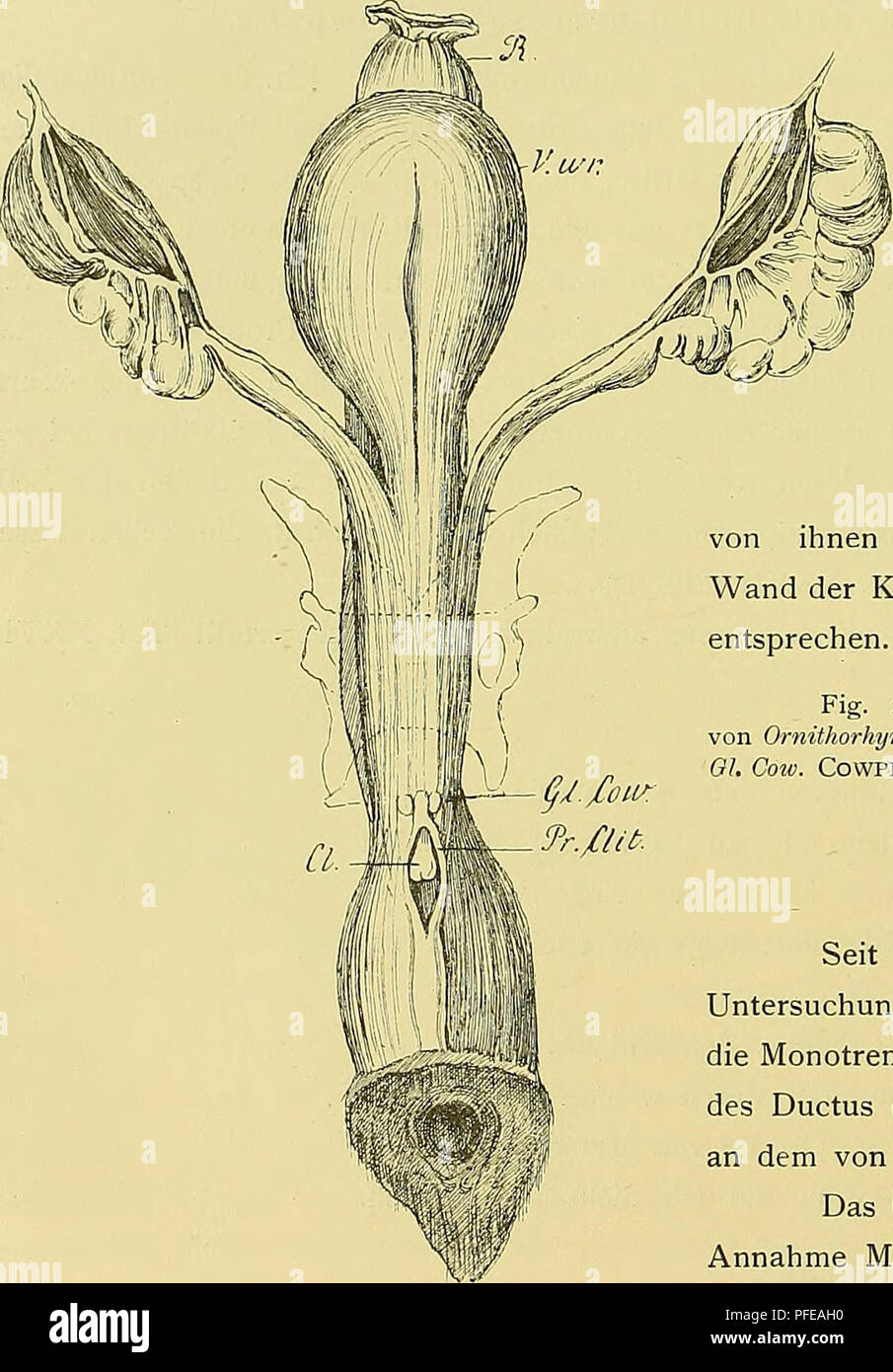 This volume from the Medicinisch-Naturwissenschaftlichen Gesellschaft ...