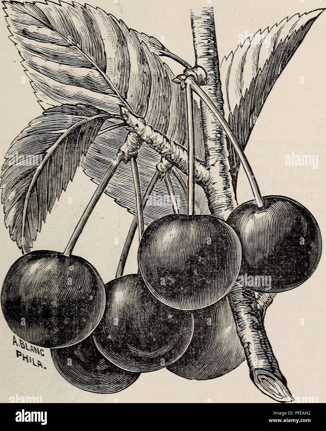 This catalog from Iowa provides a comprehensive list of nursery-grown ...