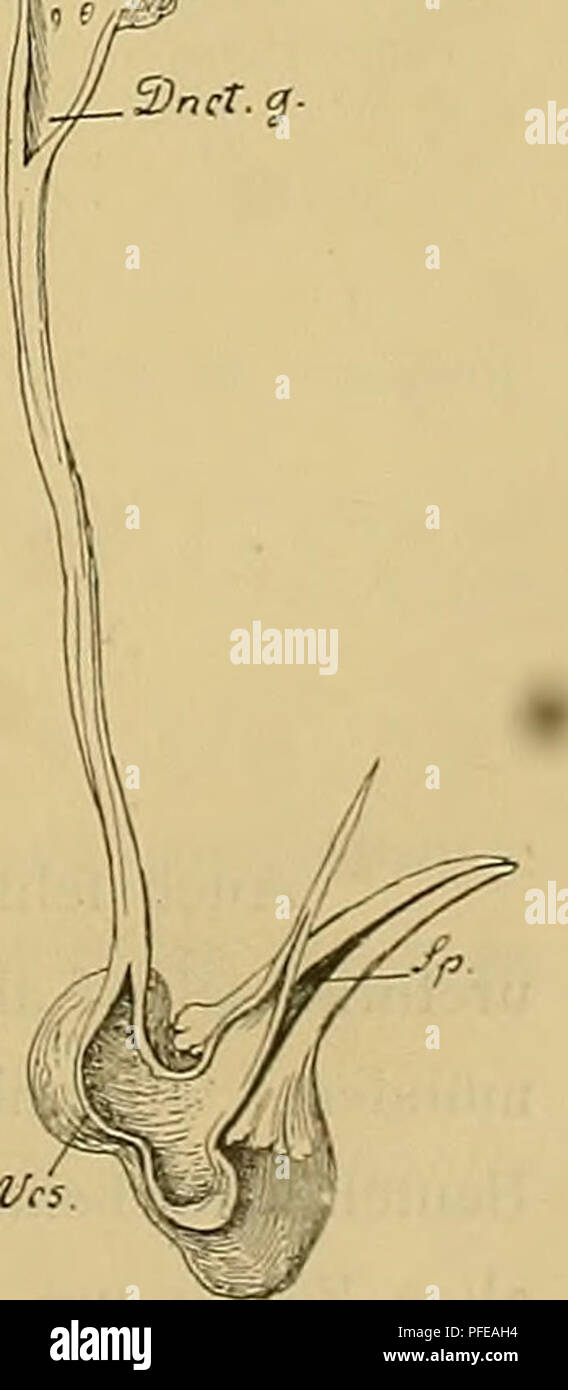 This paper focuses on the male reproductive organs of monotremes and ...