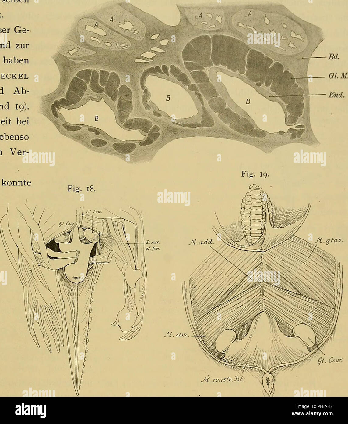 This research discusses the male reproductive organs of monotremes and ...