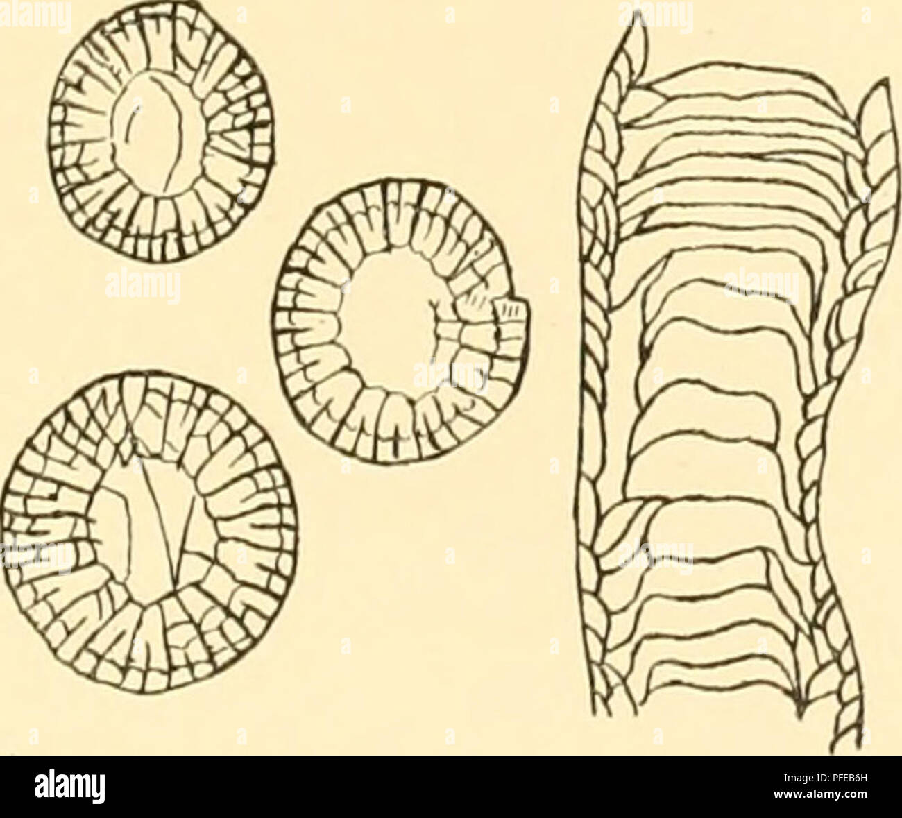 Middle devonian limestone hi-res stock photography and images - Alamy