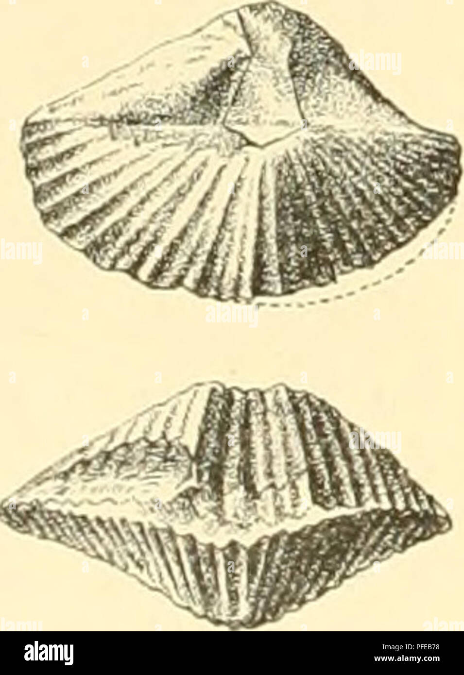 This work from the Imperial Academy of Sciences examines various ...