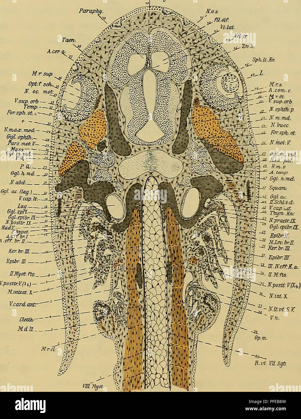 Research from the Medical-Natural Science Society of Jena on the ...