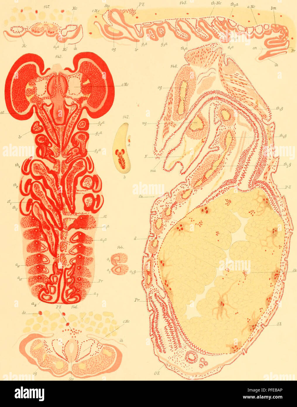 The work focuses on insect embryology, featuring illustrations on the ...