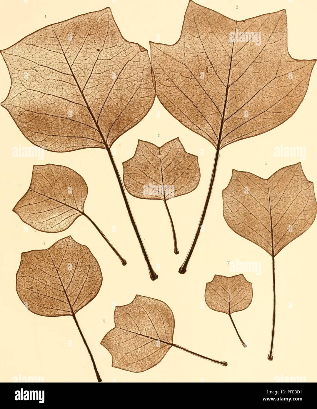 Understanding tulip morphology hi-res stock photography and images - Alamy