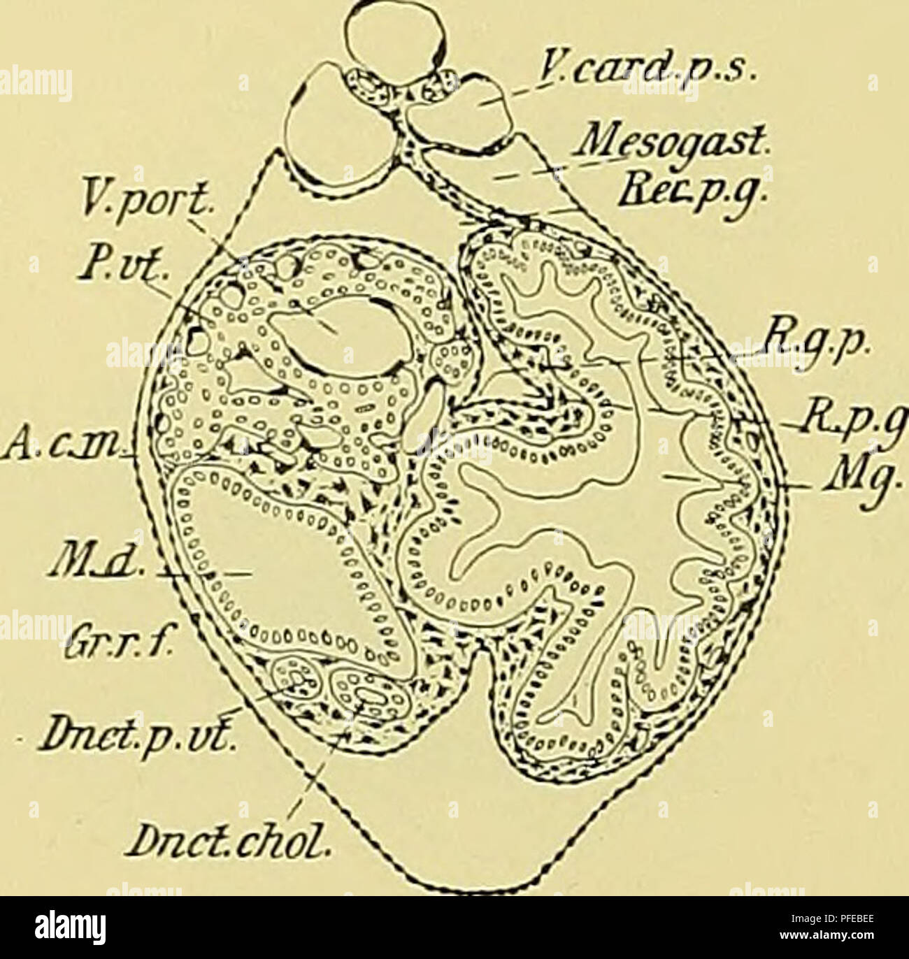 Ductus choledochus hi-res stock photography and images - Alamy