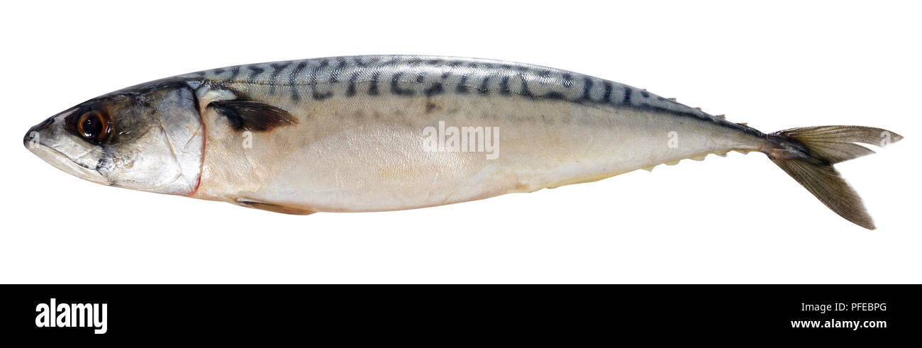 Fresh atlantic mackerel fish isolated on white background Stock Photo ...