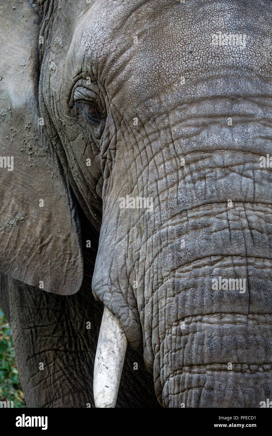 African Elephant Face