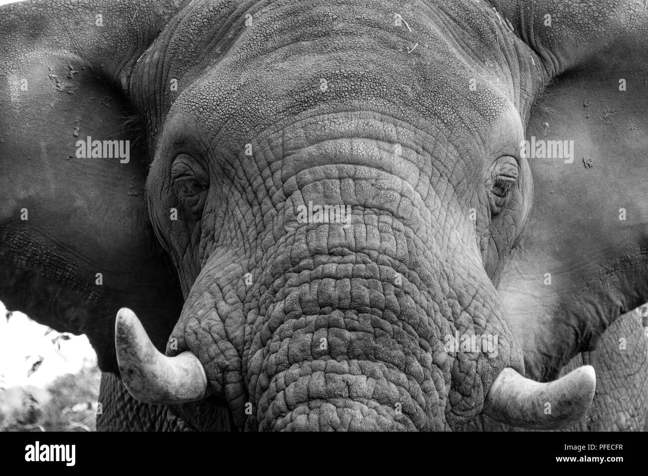 African elephant face hi-res stock photography and images - Alamy
