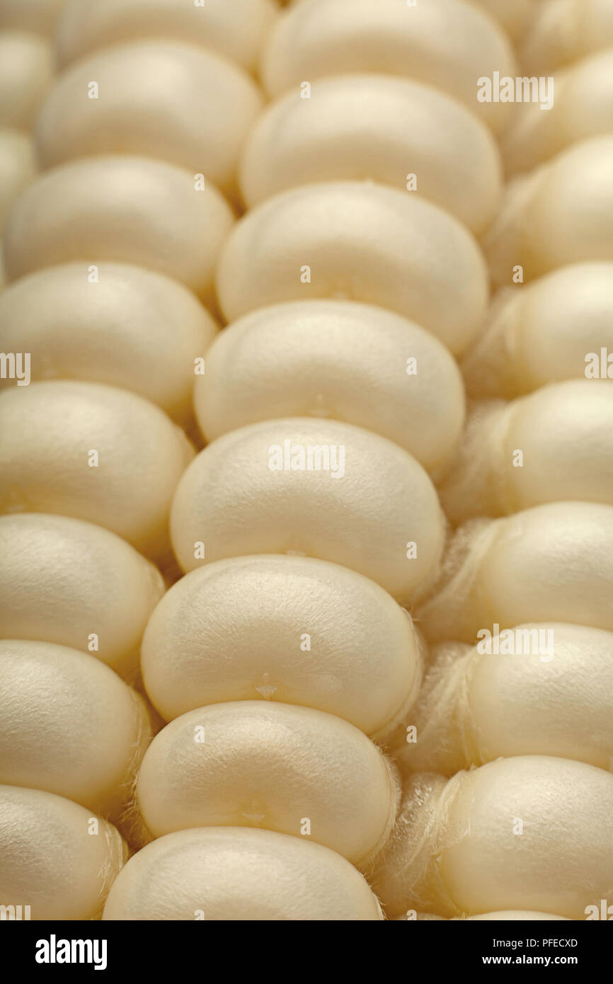 White Sweet corn vegatable closeup corn seeds background Stock Photo ...