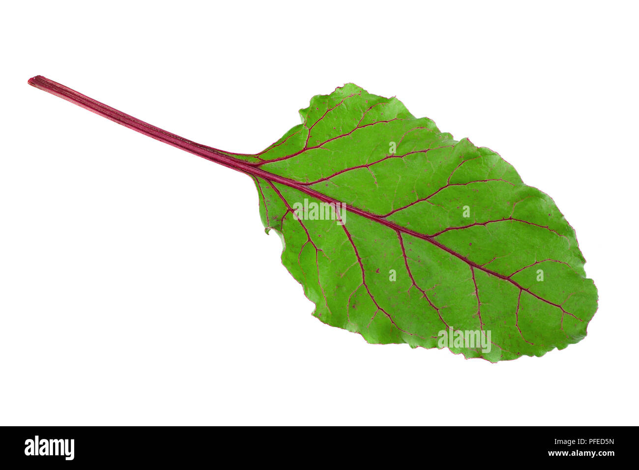 Beet root closeup leaf isolated on white background Stock Photo - Alamy