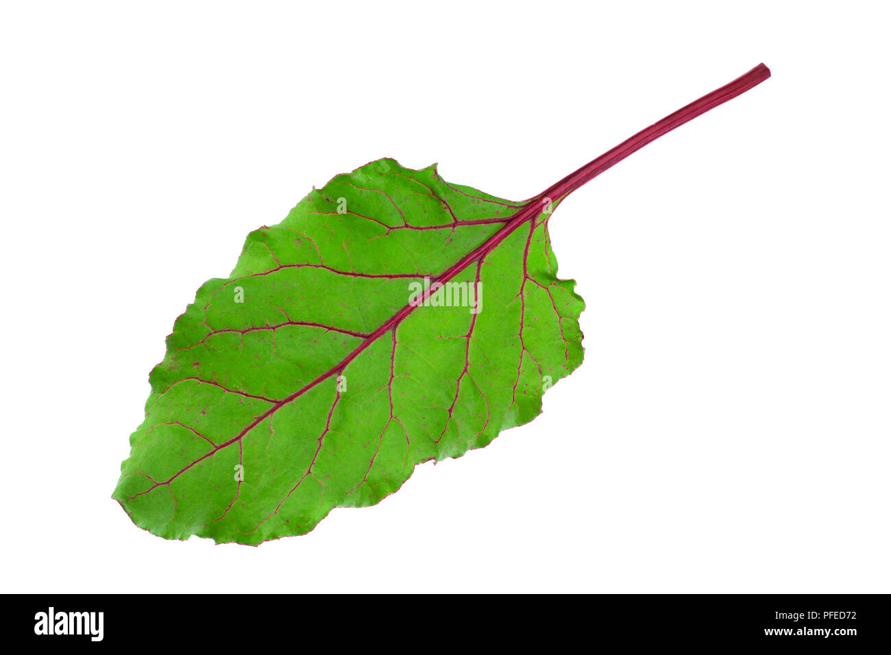 Beet root closeup leaf isolated on white background Stock Photo - Alamy