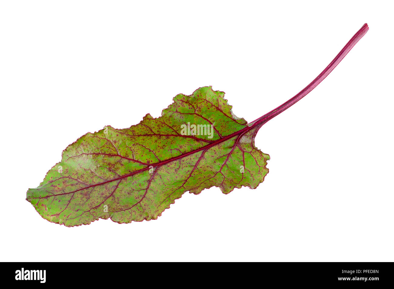 Beet root closeup leaf isolated on white background Stock Photo - Alamy