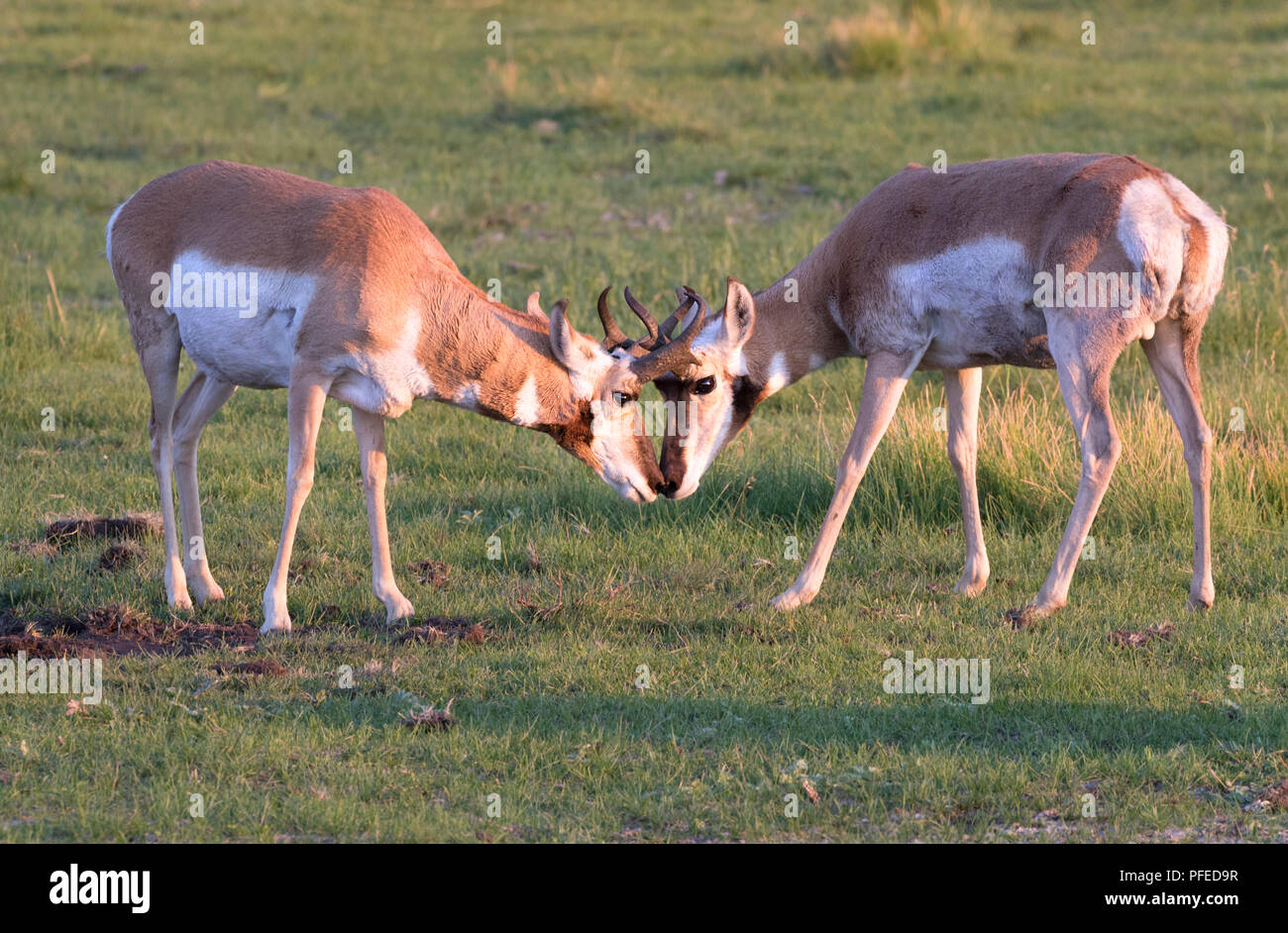 Pronghorn sunset hi-res stock photography and images - Alamy