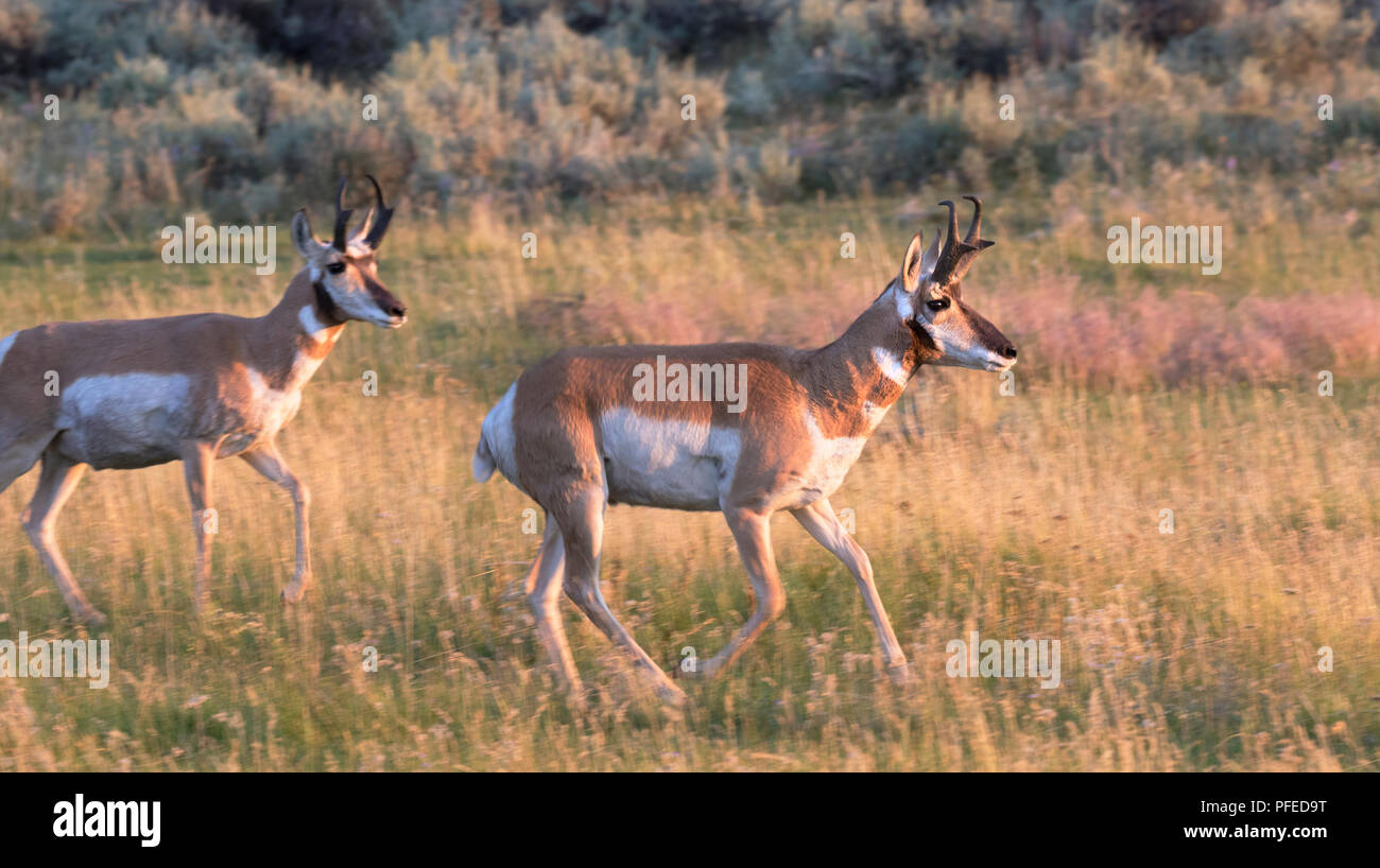 Two male pronghorns running over grassland at Lamar Valley, Yellowstone ...