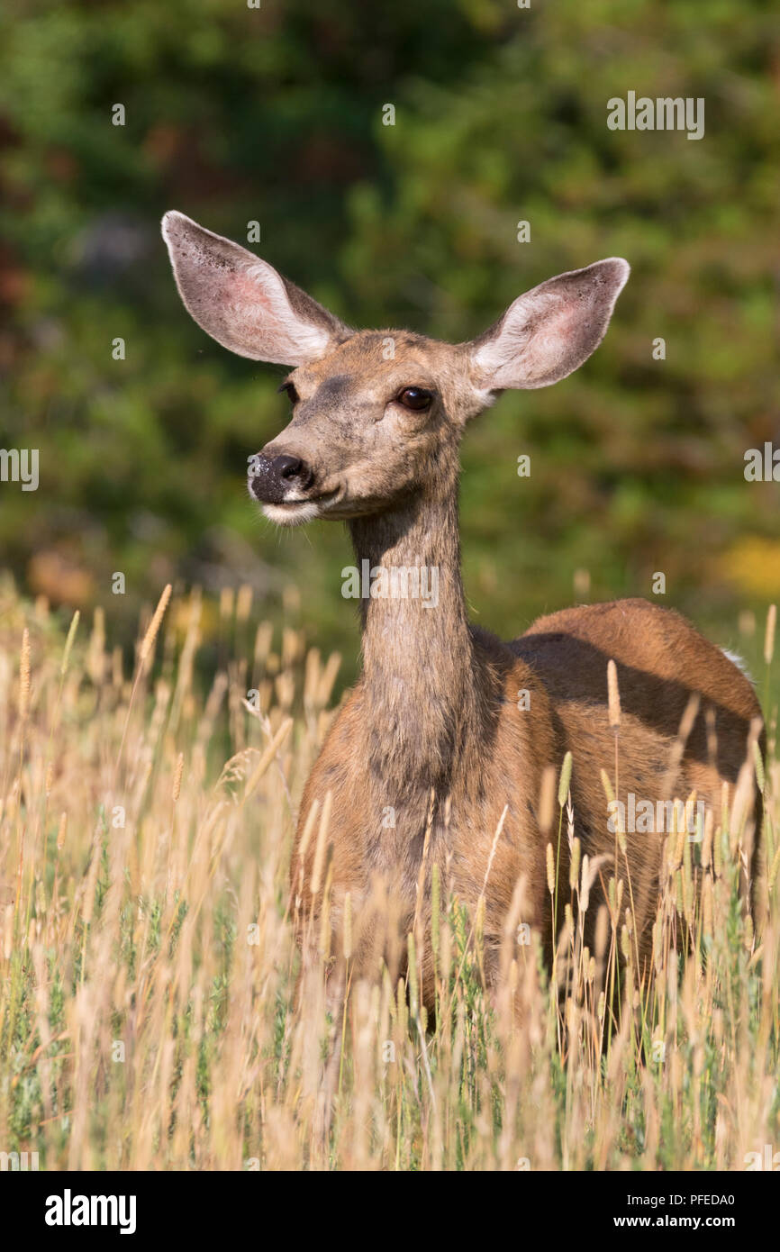 Female mule deer hi-res stock photography and images - Alamy