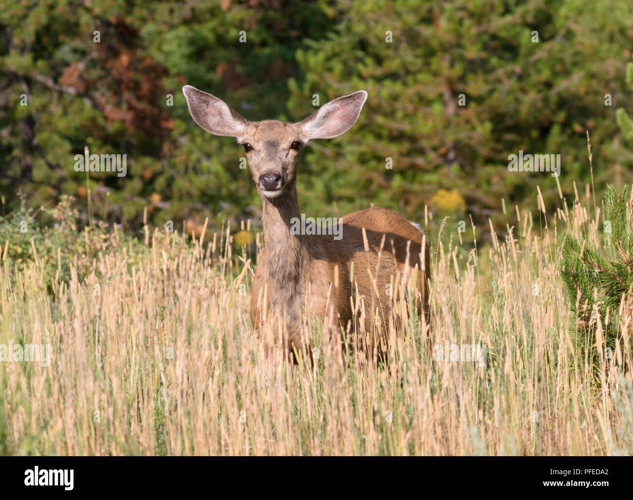 Female mule deer hi-res stock photography and images - Alamy