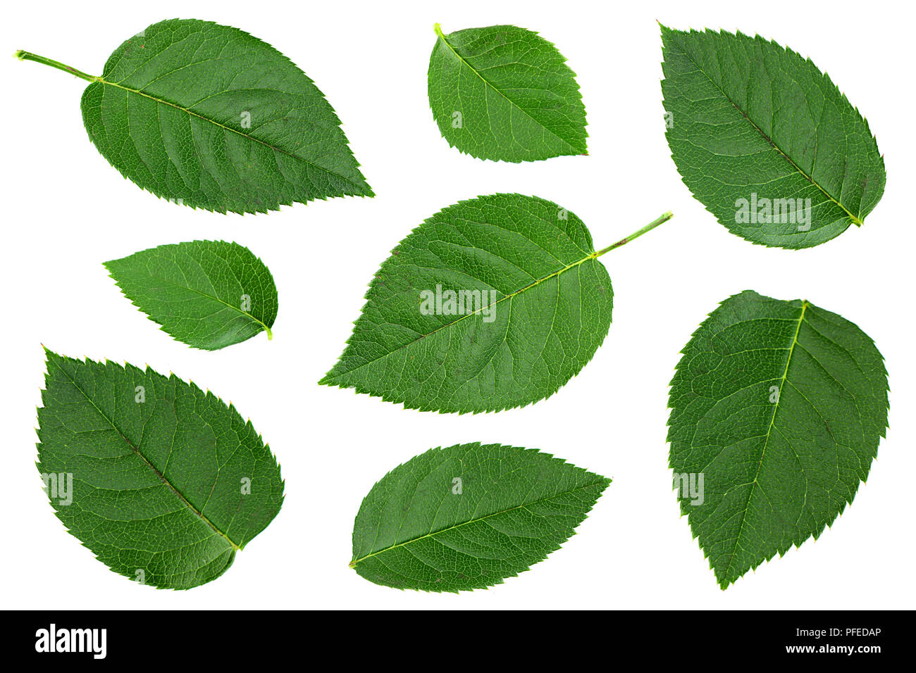 Green rose leaf closeup isolated on white background Stock Photo - Alamy