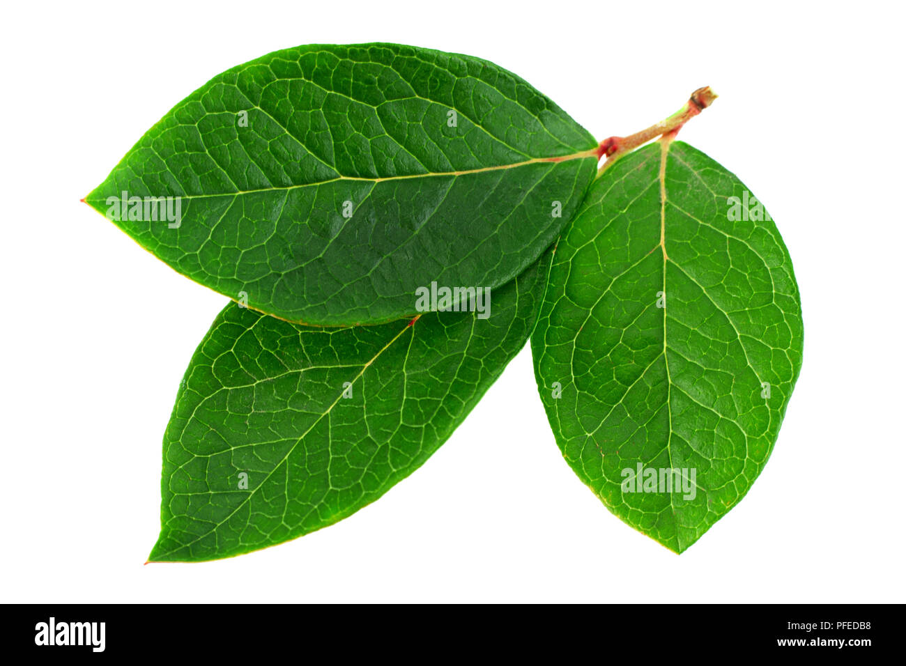 Blueberry leaf closeup isolated on white background Stock Photo - Alamy