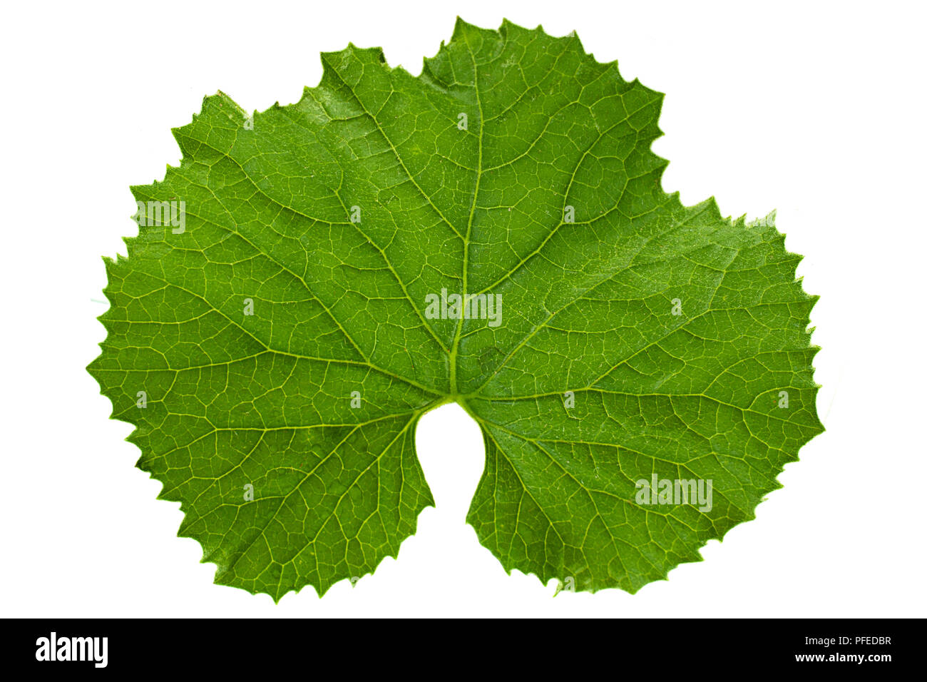 Melon leaf closeup isolated on white background Stock Photo - Alamy
