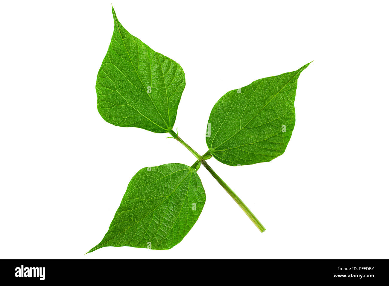 Kidney beans leaf isolated on white background Stock Photo - Alamy