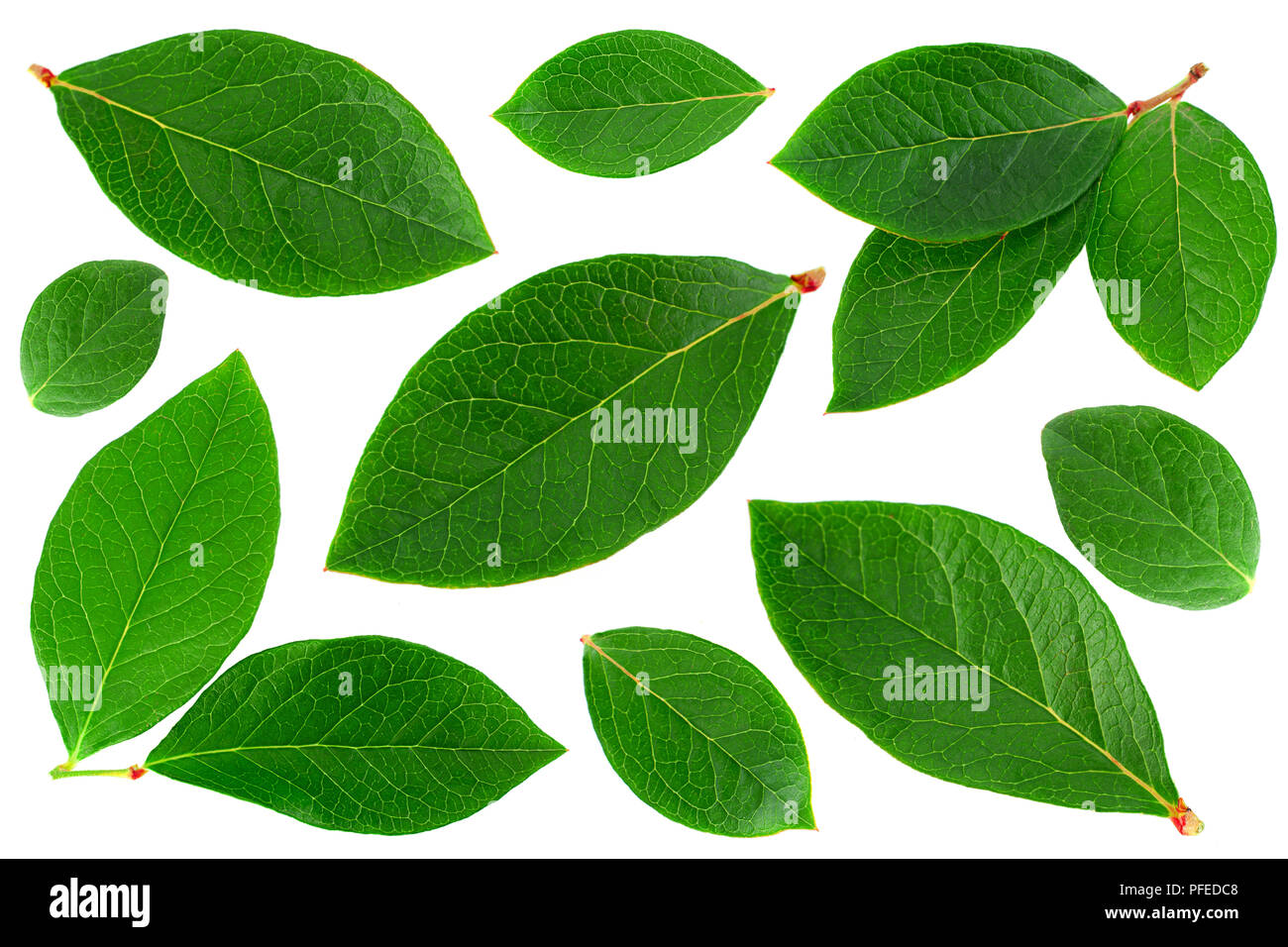 Blueberry leaf closeup isolated on white background Stock Photo - Alamy