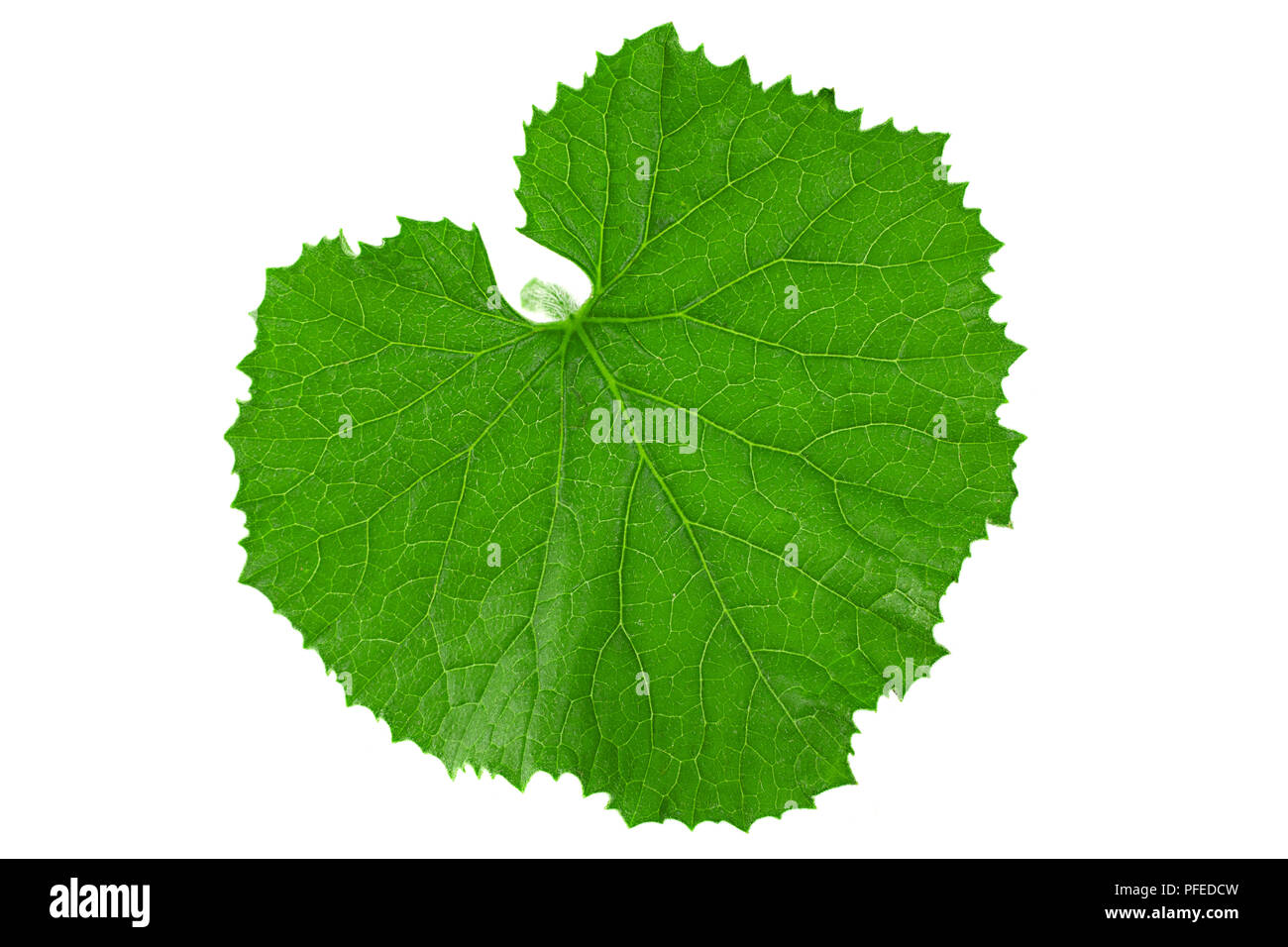 Melon leaf closeup isolated on white background Stock Photo - Alamy