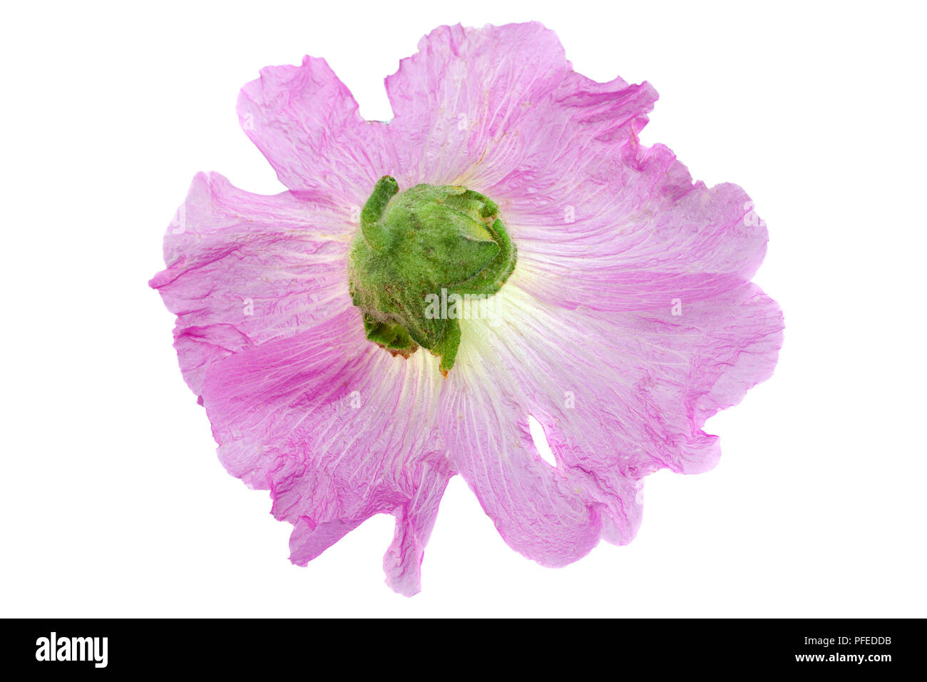 Mallow flower head closeup isolated on white background Stock Photo - Alamy