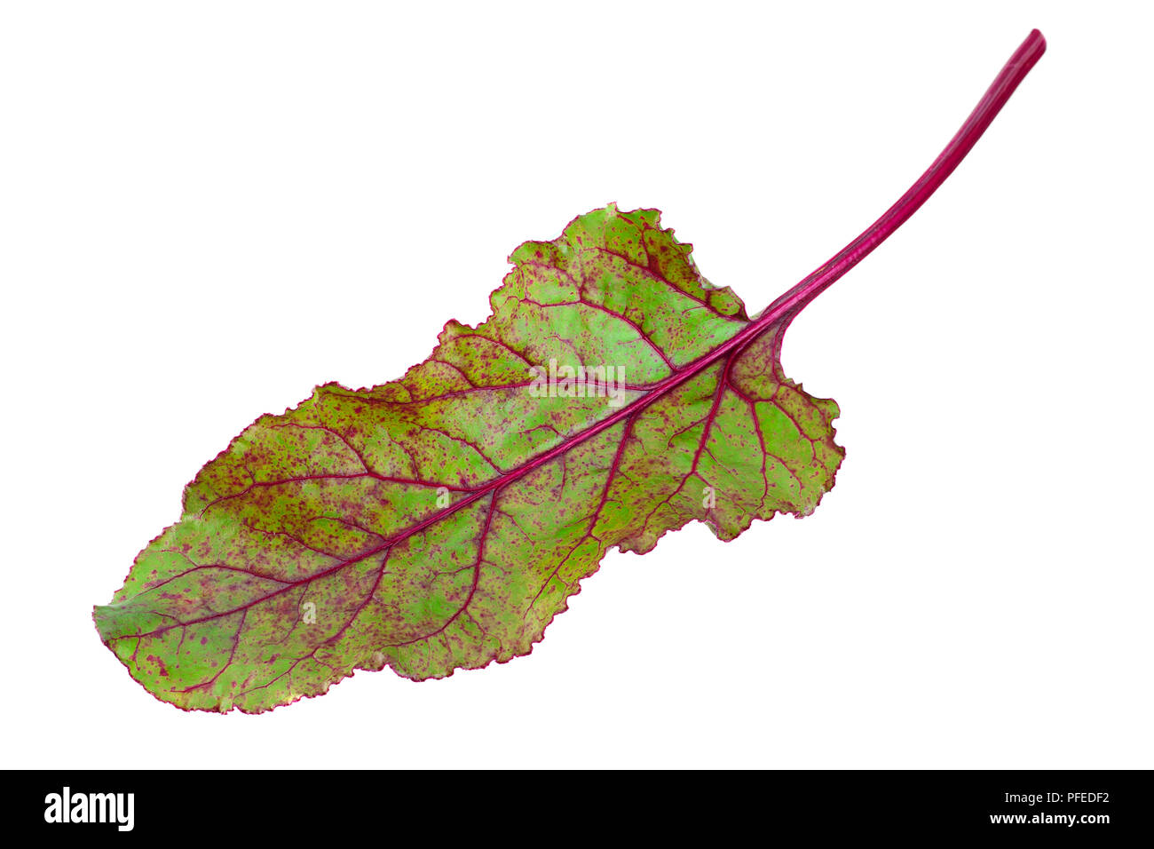 Beet root closeup leaf isolated on white background Stock Photo - Alamy