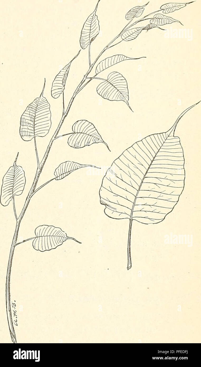 Labeled fig hi-res stock photography and images - Alamy