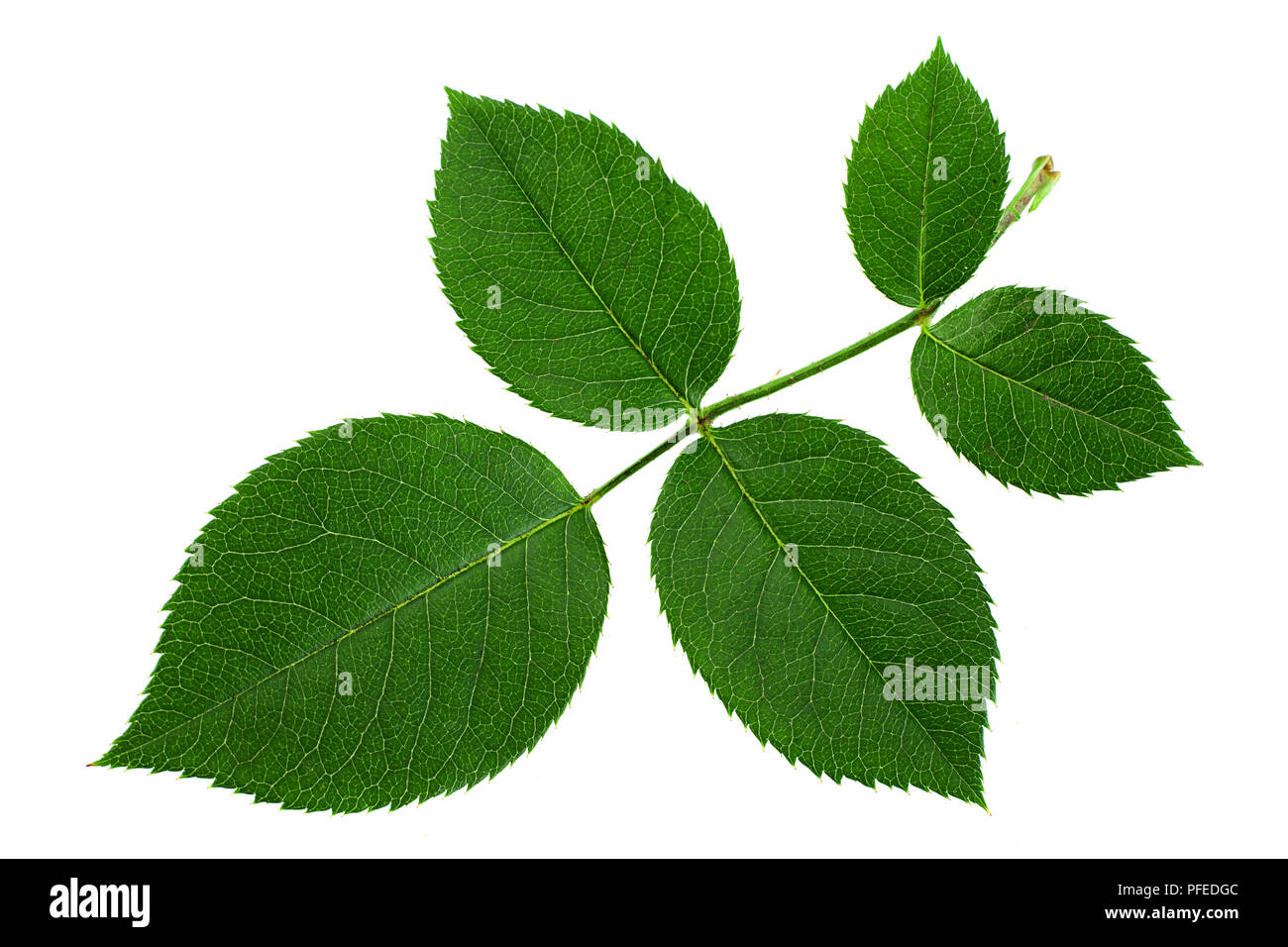 Green rose leaf hi-res stock photography and images - Alamy