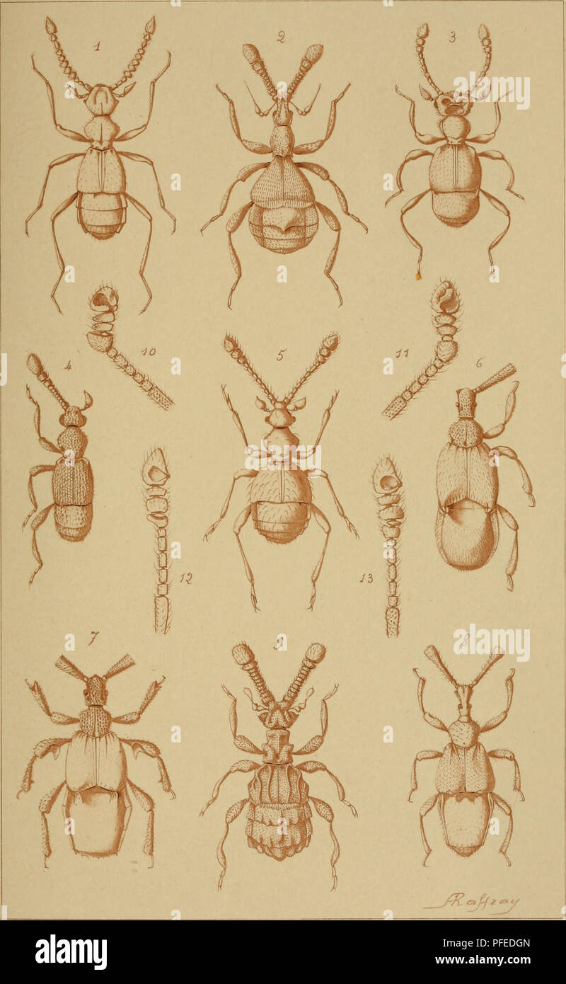 Pselaphidae hi-res stock photography and images - Alamy