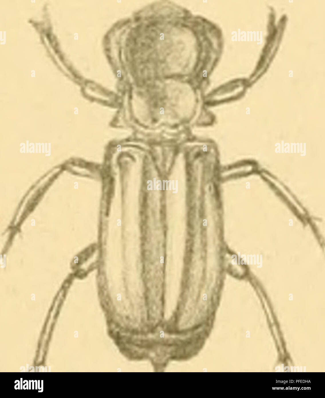Catalogue and illustrations of South African beetles in the families ...