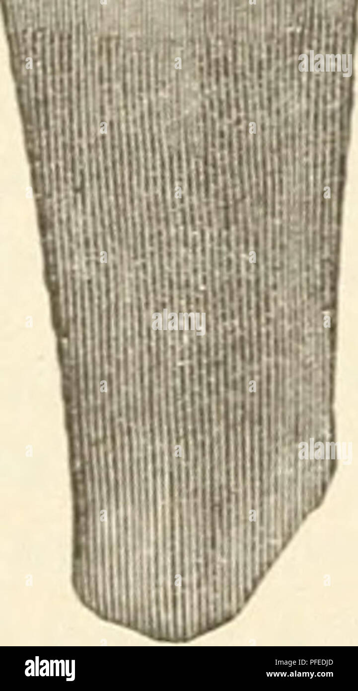 This catalog provides a detailed classification of useful fiber plants ...