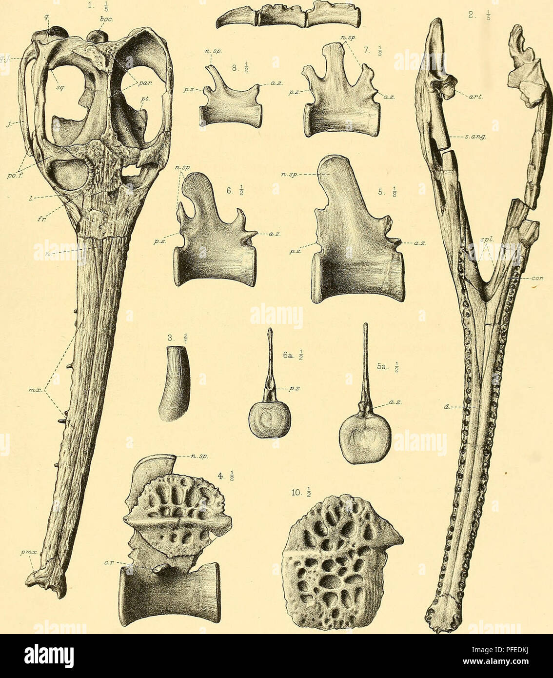 This catalog describes marine reptiles from the Oxford Clay, focusing ...