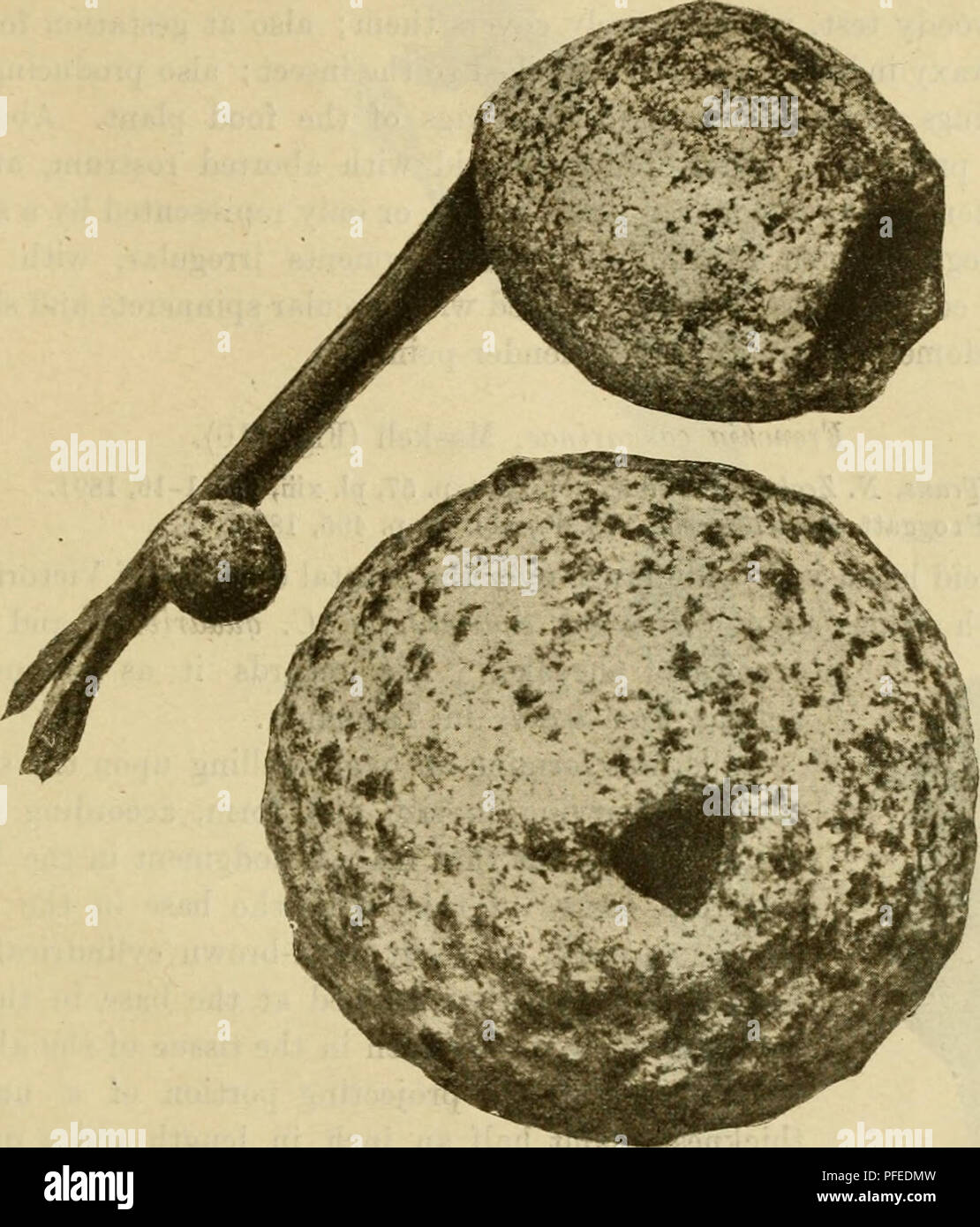 This catalog focuses on the scale insects (Coccidae) of Australia ...