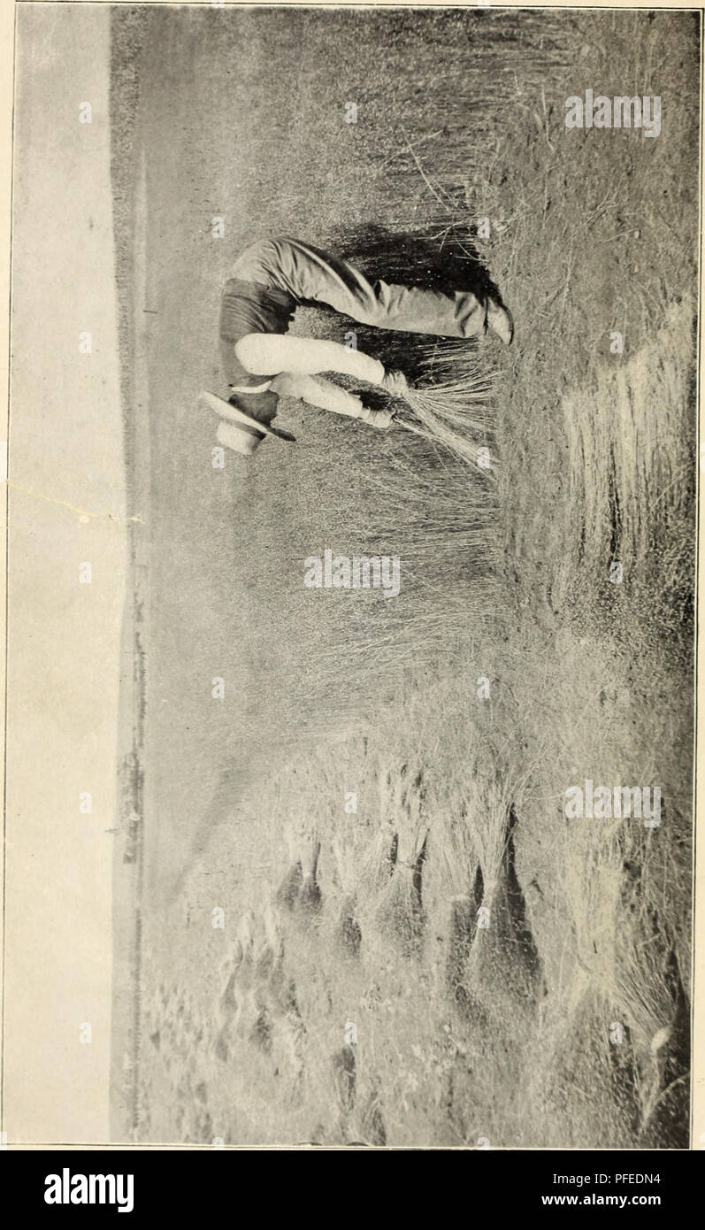 This catalog describes various fiber plants, providing classifications ...