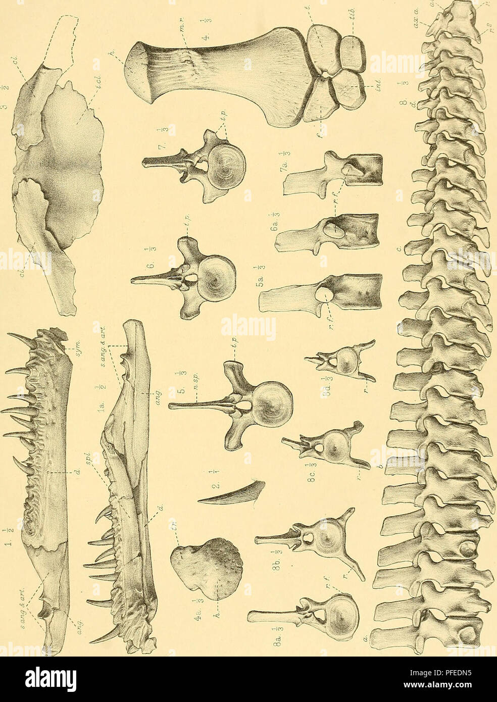 This image shows marine reptiles from the Oxford Clay formation ...