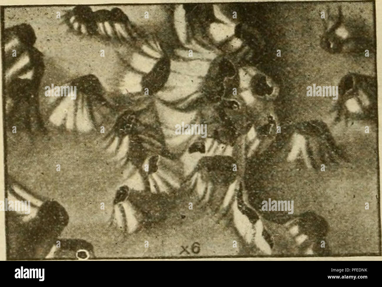 This catalog provides a detailed description of Australian scale ...