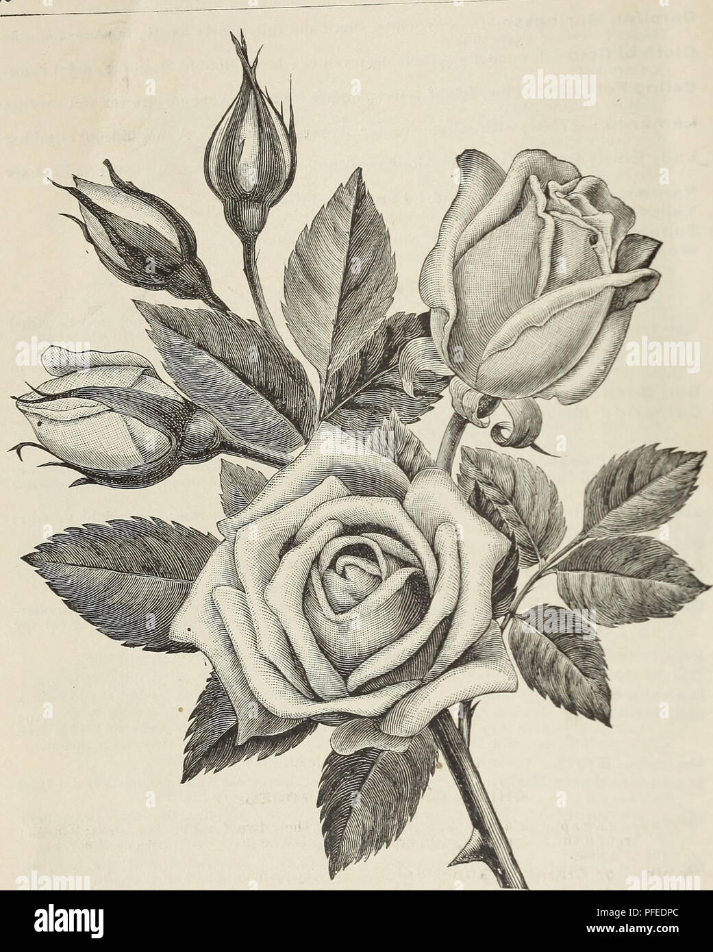 Safrano rose hi-res stock photography and images - Alamy