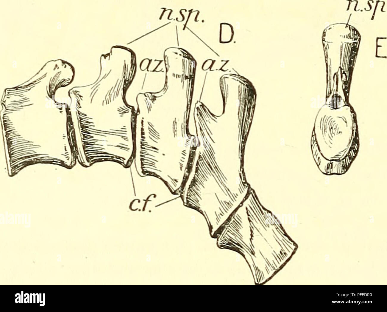 This catalogue features a detailed description of marine reptiles from ...