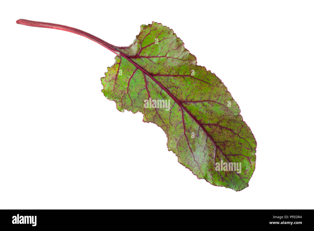 Beet root closeup leaf isolated on white background Stock Photo - Alamy