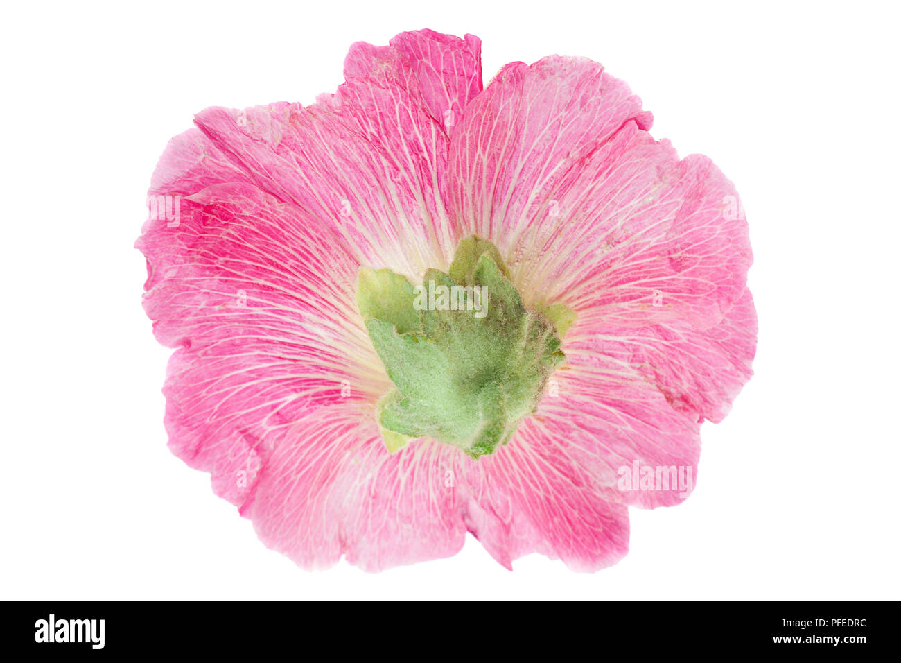 Mallow flower head closeup isolated on white background Stock Photo - Alamy