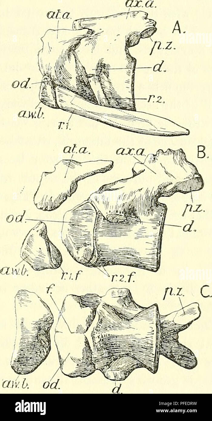Quadrate bone hi-res stock photography and images - Alamy