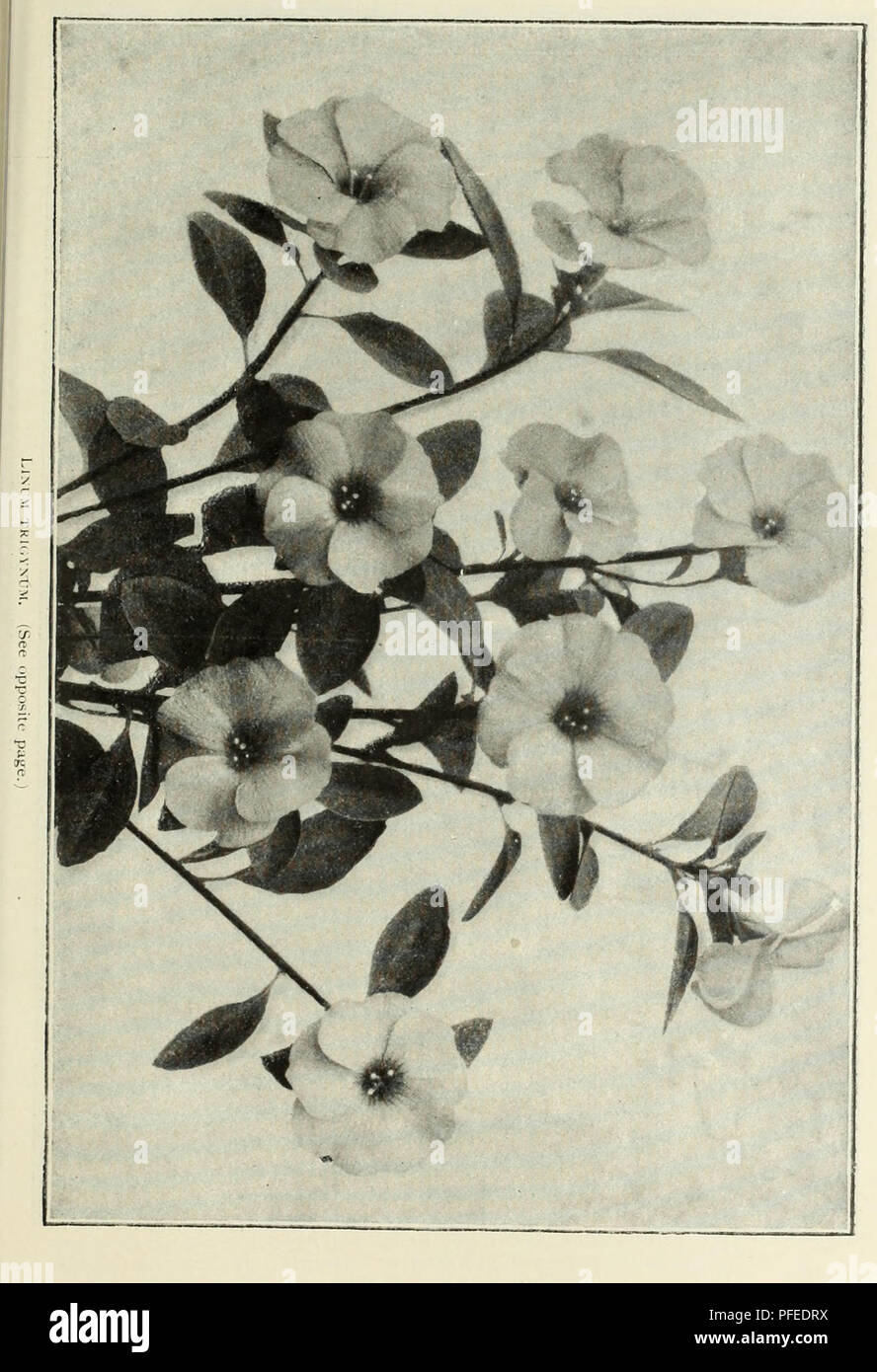 This illustrated catalog offers a detailed description of new and rare ...