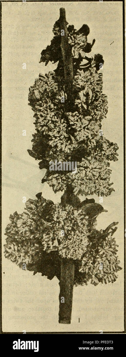 This catalog describes Australian scale insects, with detailed ...