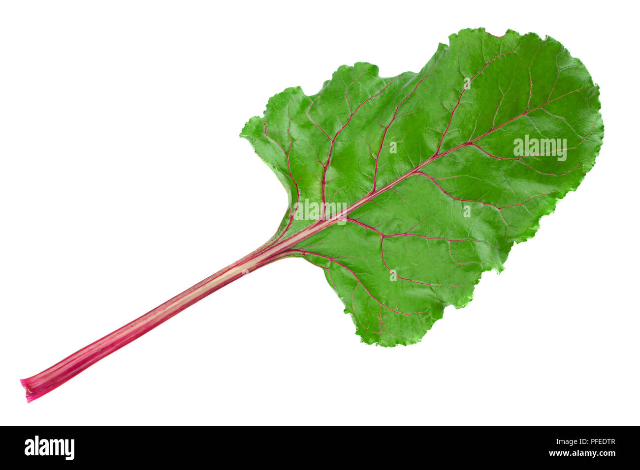 Beet root closeup leaf isolated on white background Stock Photo - Alamy