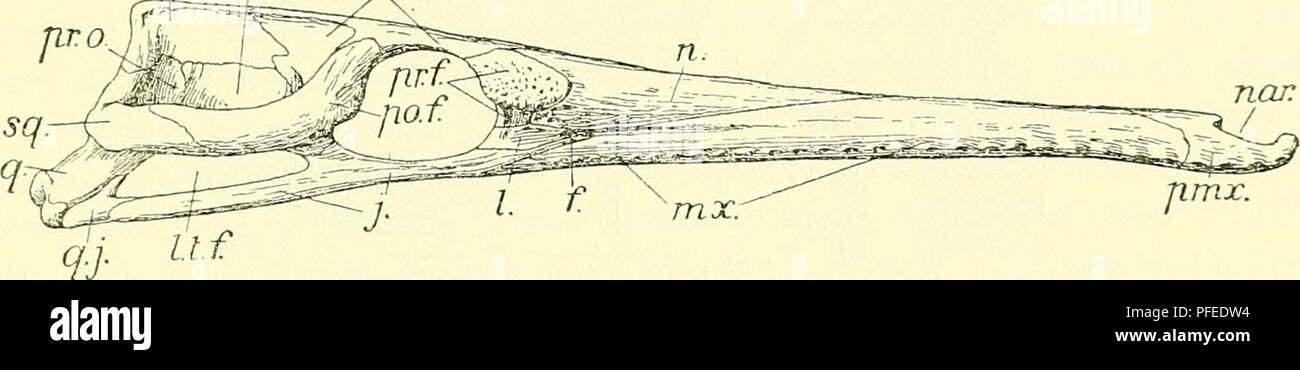 . A descriptive catalogue of the marine reptiles of the Oxford clay ...