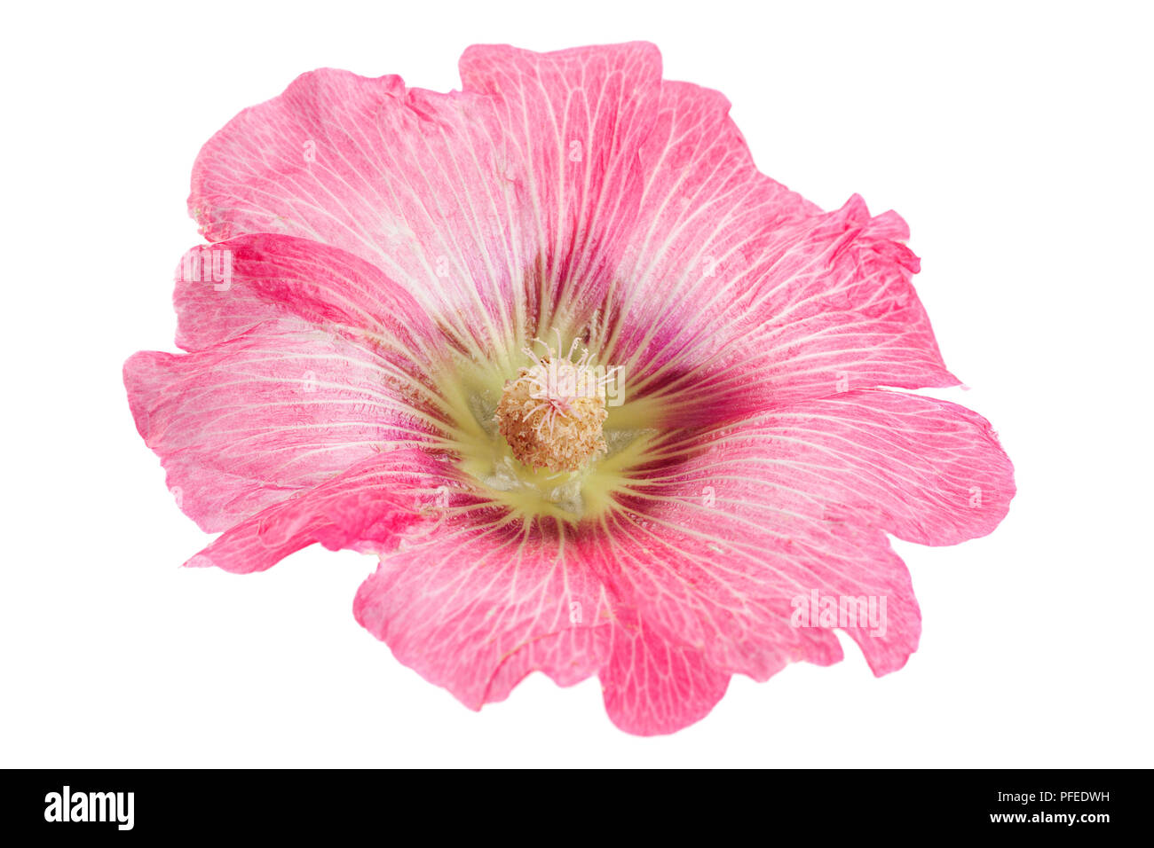 Mallow flower head closeup isolated on white background Stock Photo - Alamy